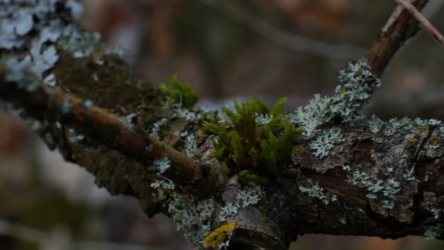 Small, Moss, Branch. Free Stock Video - Pixabay