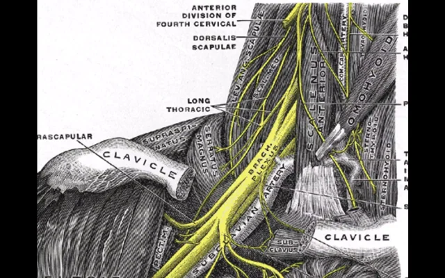 Superficial Cardiac Plexus