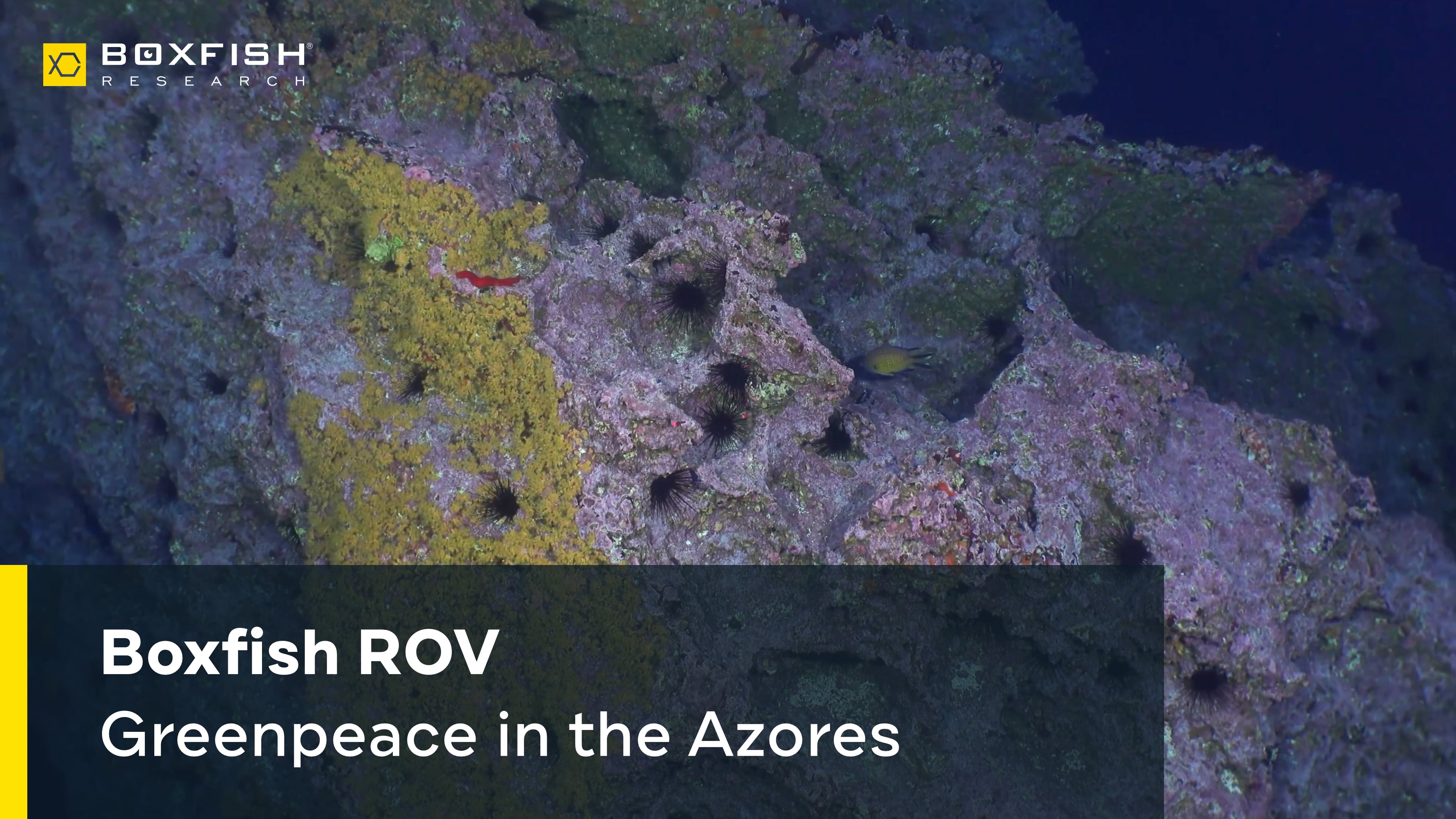 4K ROV footage - Boxfish Video Gallery