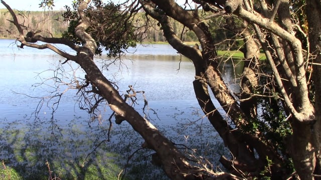 Tree Water Lake - Free video on Pixabay