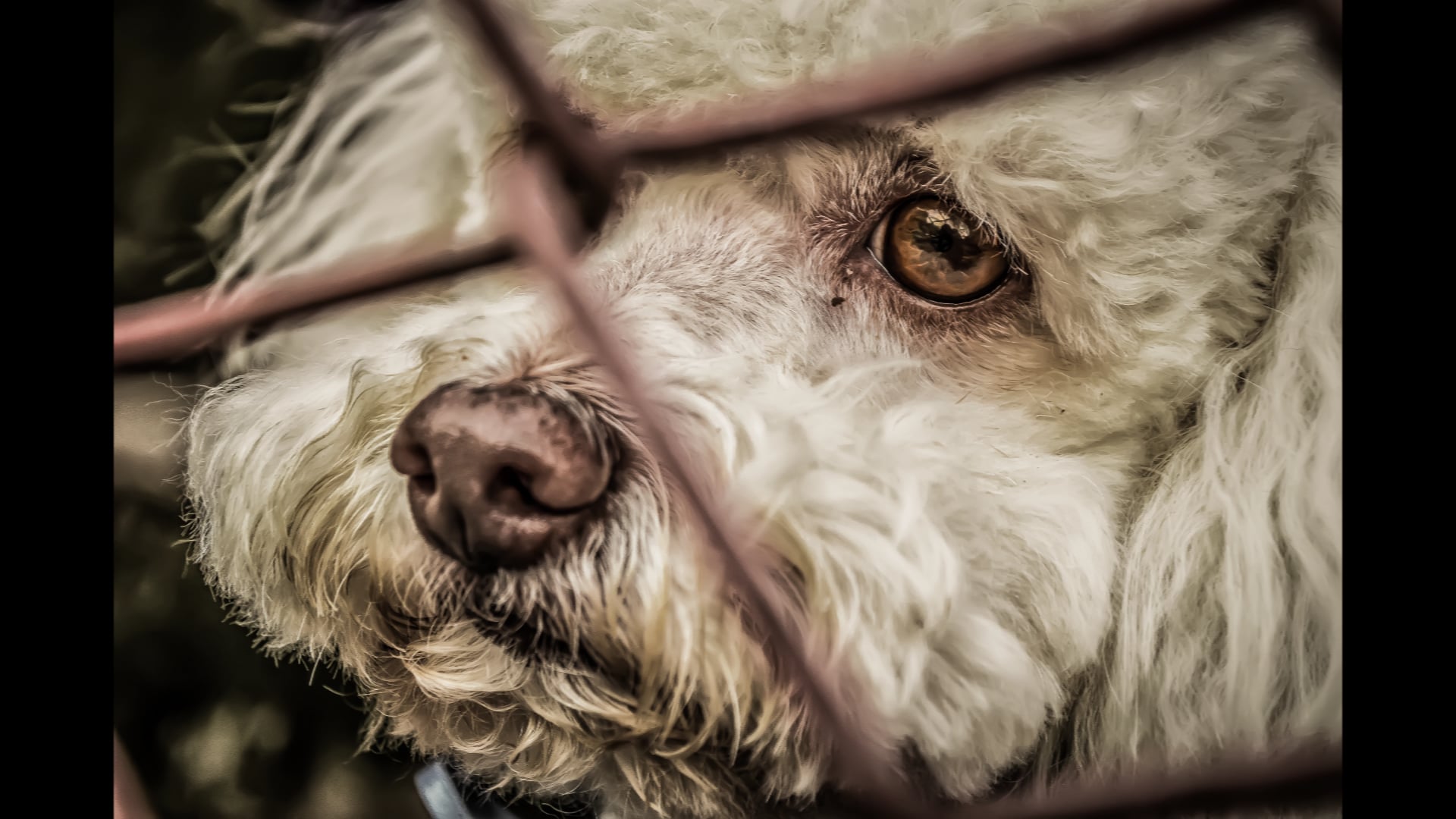 Bay Area Animal Rescue Center and Sanctuary video on Vimeo