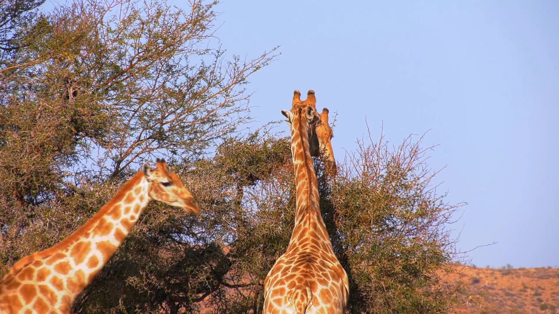 Saving Wildlife During A Drought on Vimeo