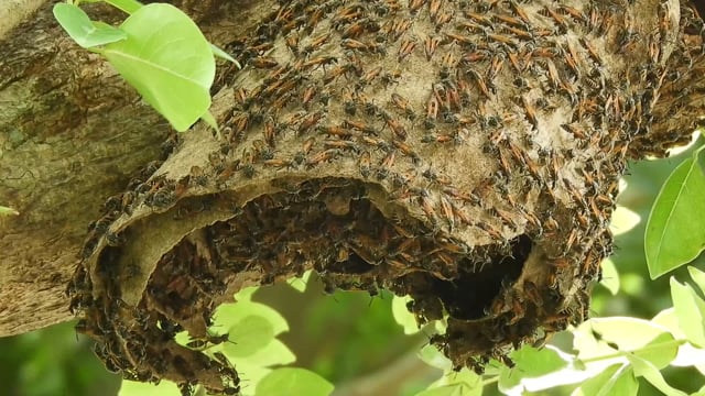 Hive Insects Wasps - Free video on Pixabay