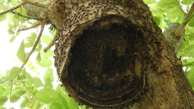 Insect Hive Wasps - Free video on Pixabay