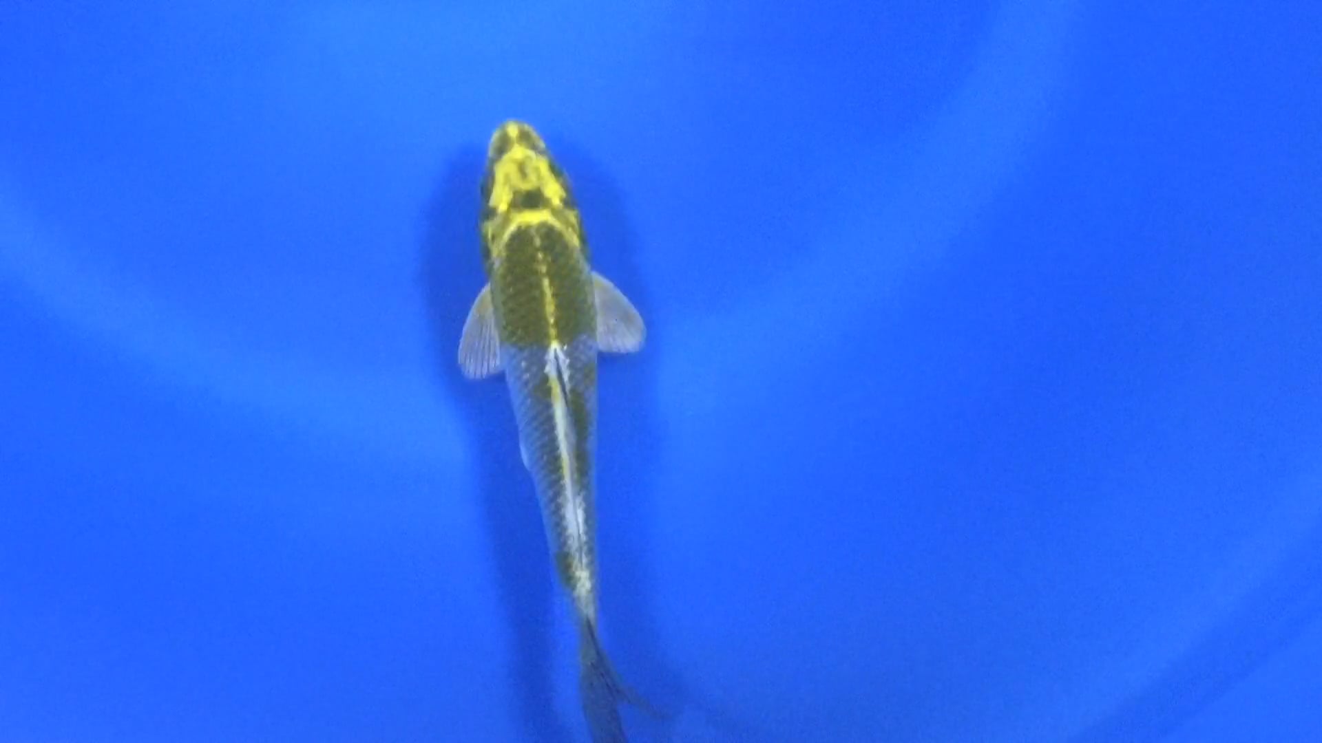 EV151-080-TANAKA-KOGANE_OCHIBA-U-1Y-17CM-5I2A4435 on Vimeo