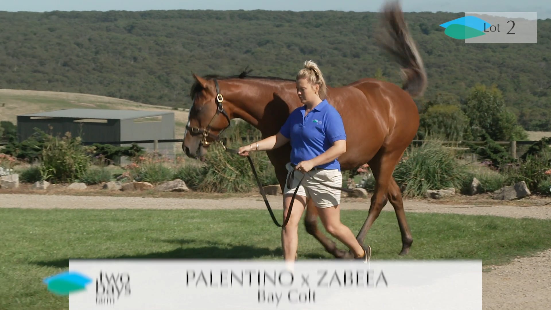 Two Bays Farm 2020 MPYS Draft - lot 2 on Vimeo