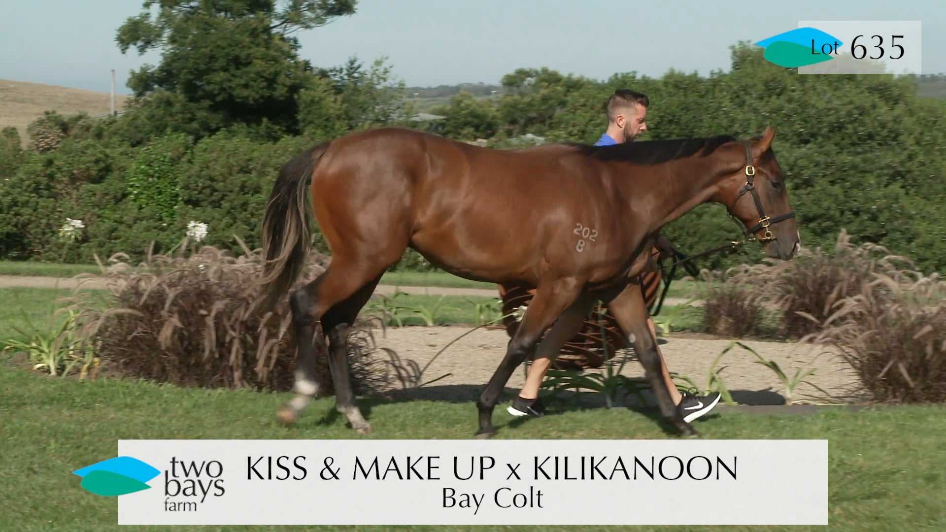 Two Bays Farm 2020 MPYS Draft - lot 635 on Vimeo