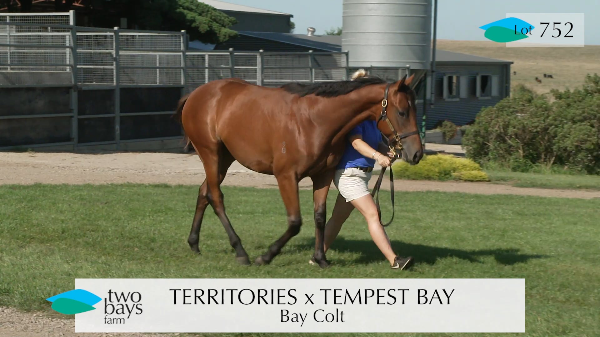 Two Bays Farm 2020 MPYS Draft - lot 752 on Vimeo