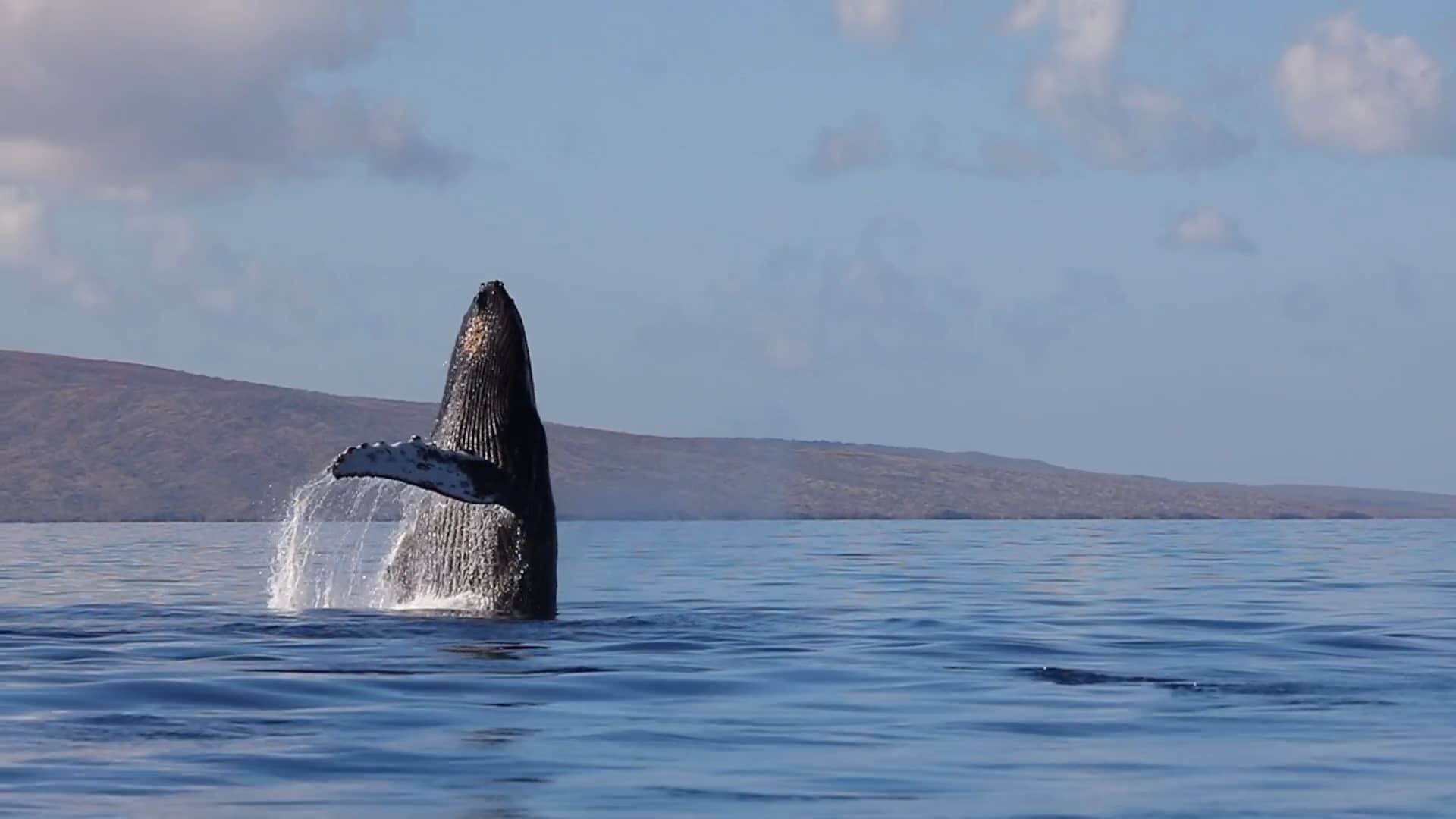 PACWhale Eco-Adventures Whalewatch on Vimeo