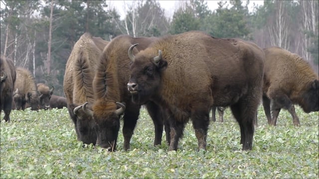 Bison Buffalo Banasus Poland - Free video on Pixabay