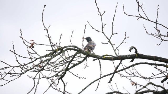 Estrella Pájaro Sentarse - Free video on Pixabay - Pixabay