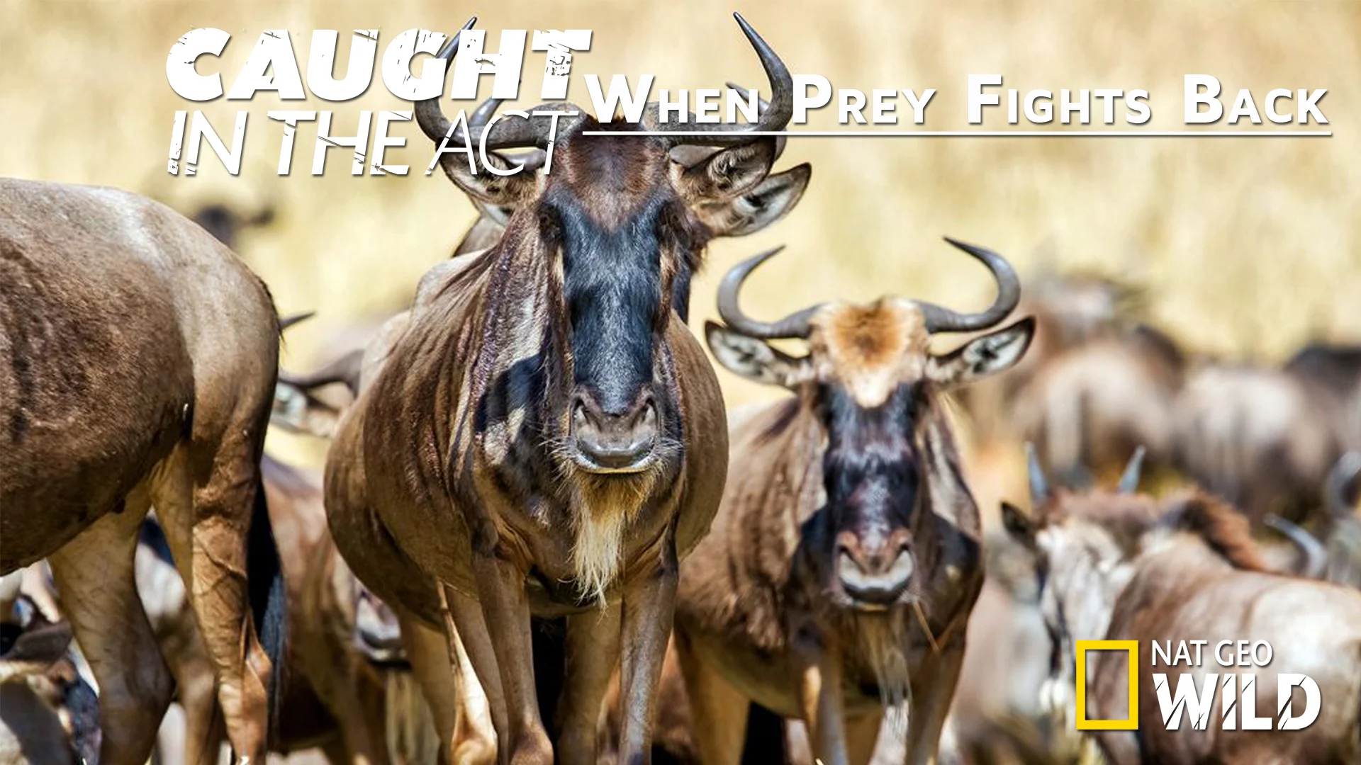 Watch Caught in the Act: When prey fight back Online | Vimeo On Demand ...