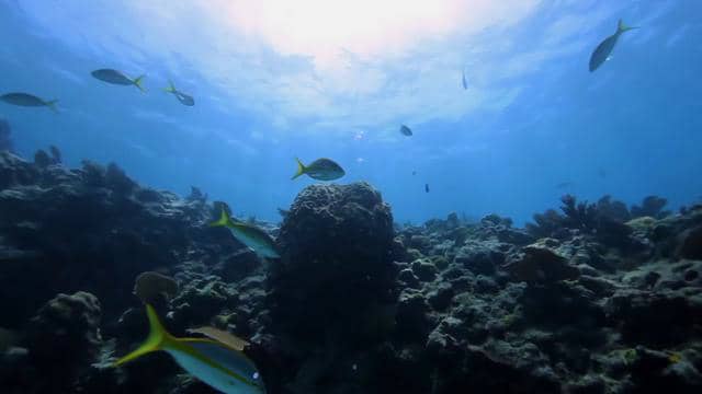 Key West: A 5D Mark2 Underwater Video on Vimeo
