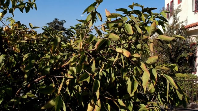 Guava Videos: Download 5+ Free 4K & HD Stock Footage Clips - Pixabay