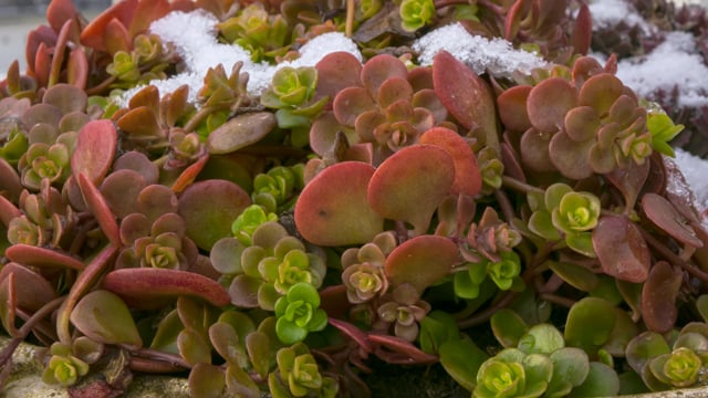 Snow, Melting Snow, Winter. Free Stock Video - Pixabay