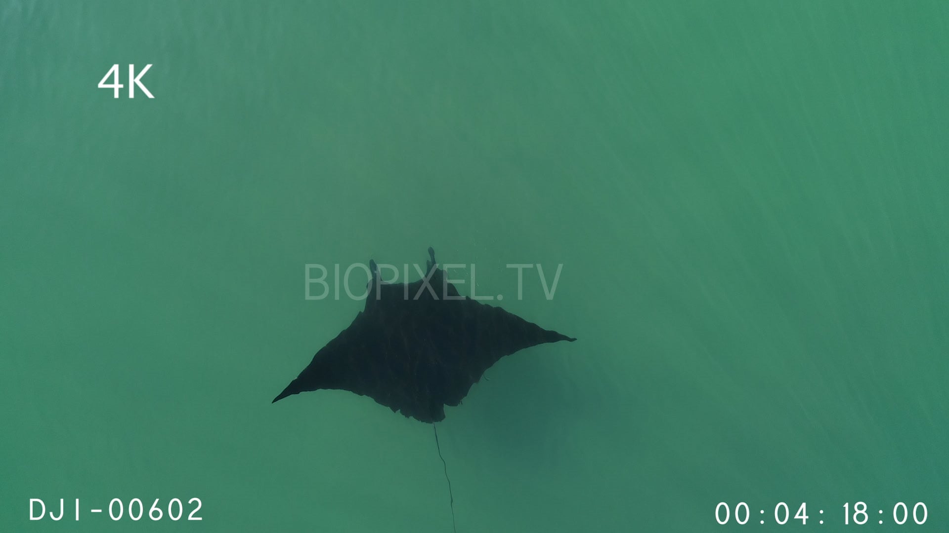 Manta Ray - Aerial - Black manta ray in shallow water 4K on Vimeo