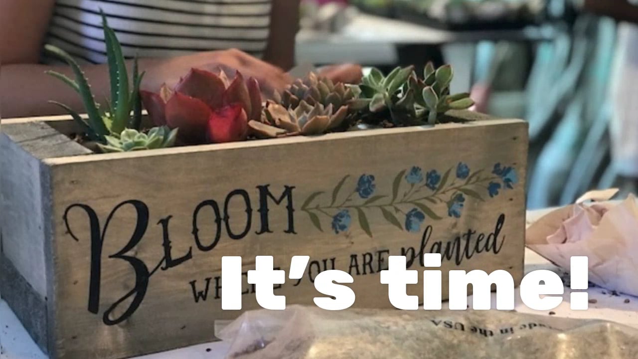 Succulent Sunday Promo Video on Vimeo