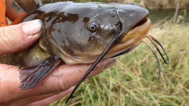 Pest animals — Science Learning Hub