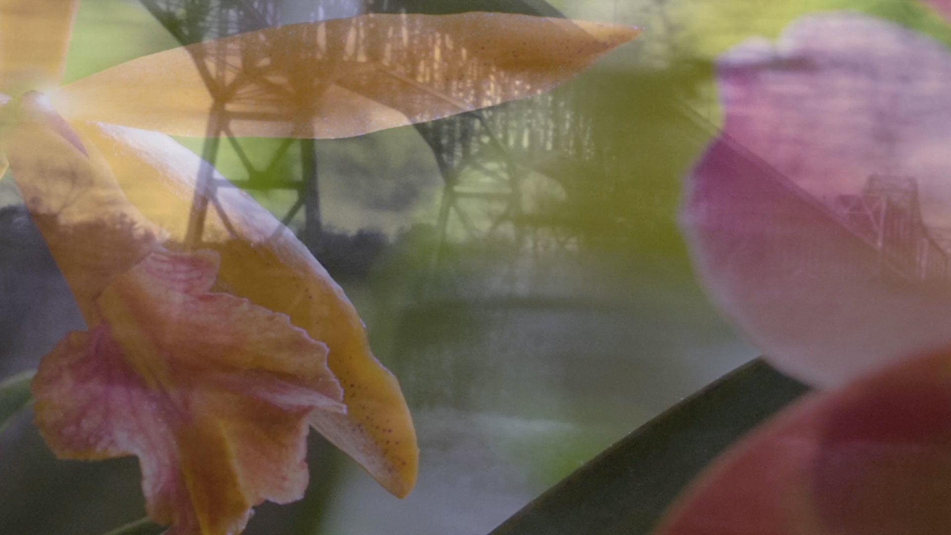 Watch Near and Far Online | Vimeo On Demand on Vimeo