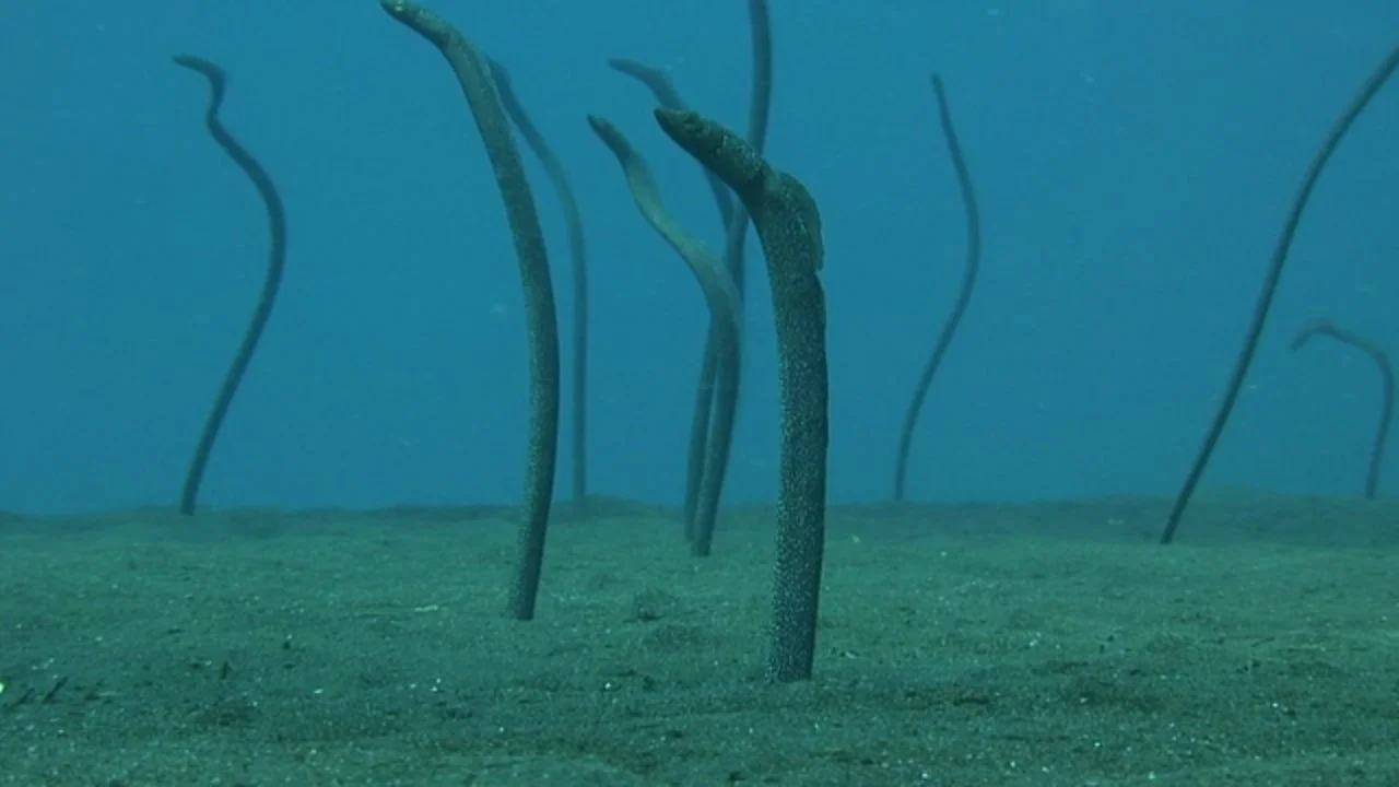 A Short Film About Long Fish on Vimeo