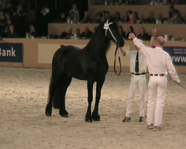 KFPS Hengstenkeuring - Norbert 444