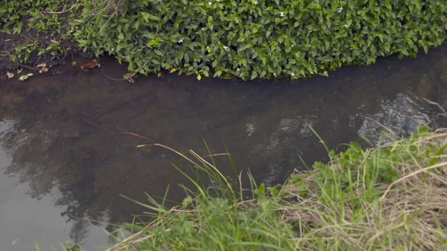 Water clarity — Science Learning Hub