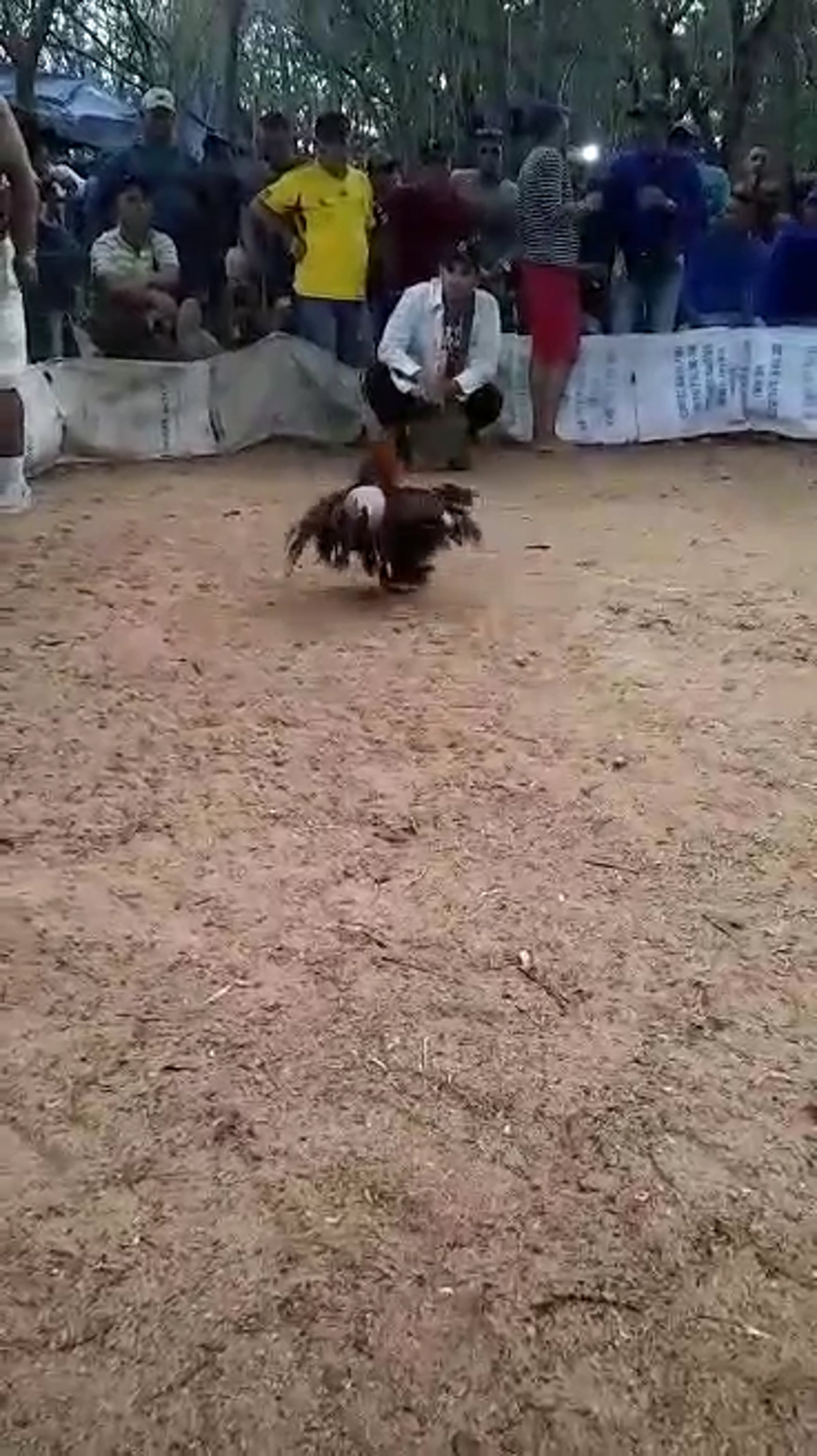 Gallo Moño . Completo Su 11 Peleas. Cienfuegos Cuba.Tynguy Promotions.