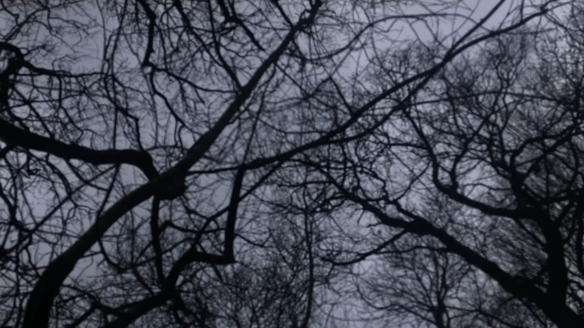 grumpy forest on Vimeo