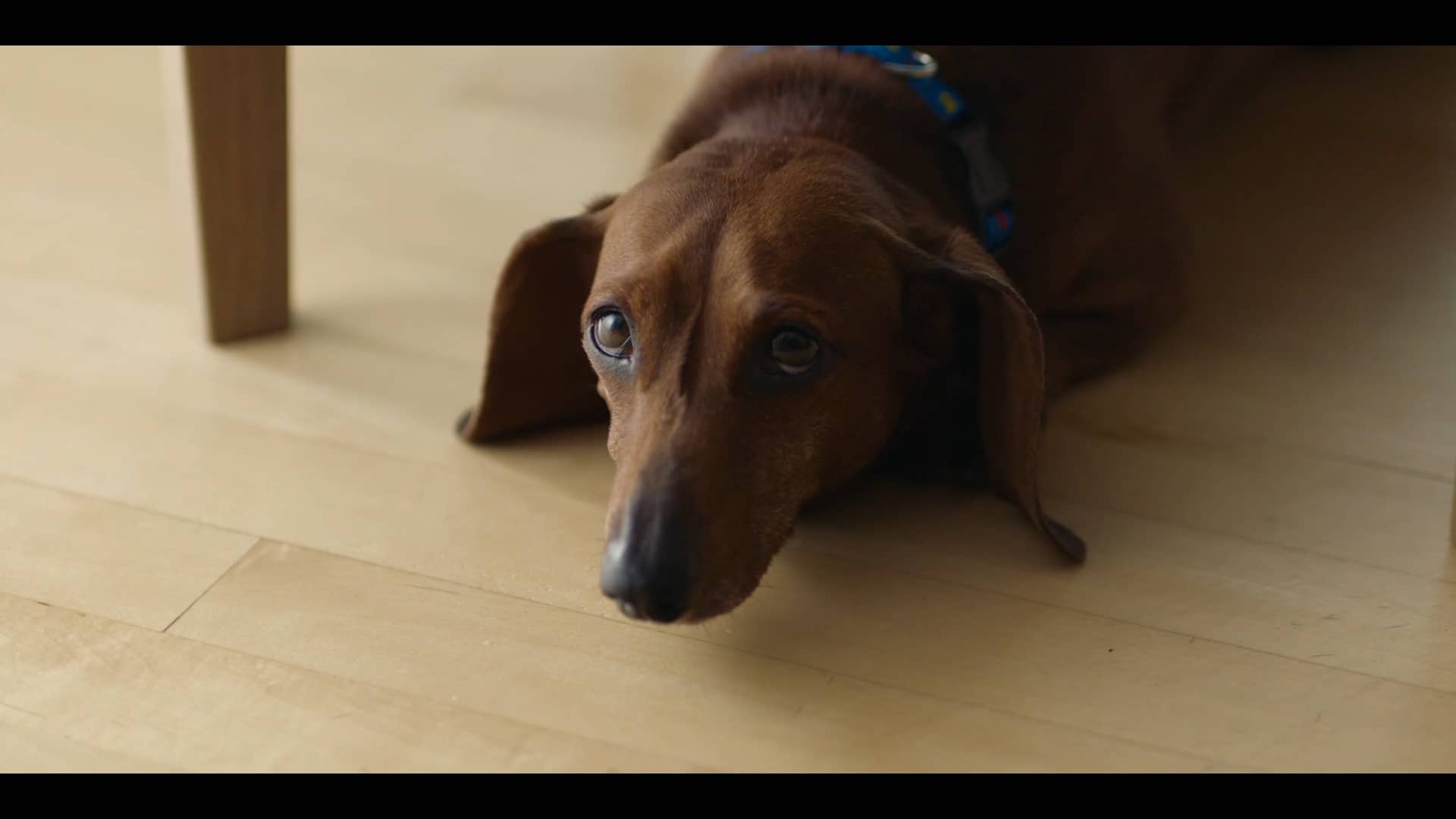 Lotto Max - Dog (TV commercial) on Vimeo