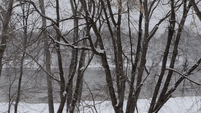 Flurry Winter Snow - Free video on Pixabay