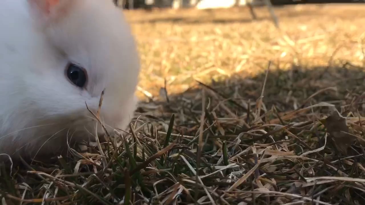 Tiny - Holland Lop/mini Rex mix rabbit on Vimeo