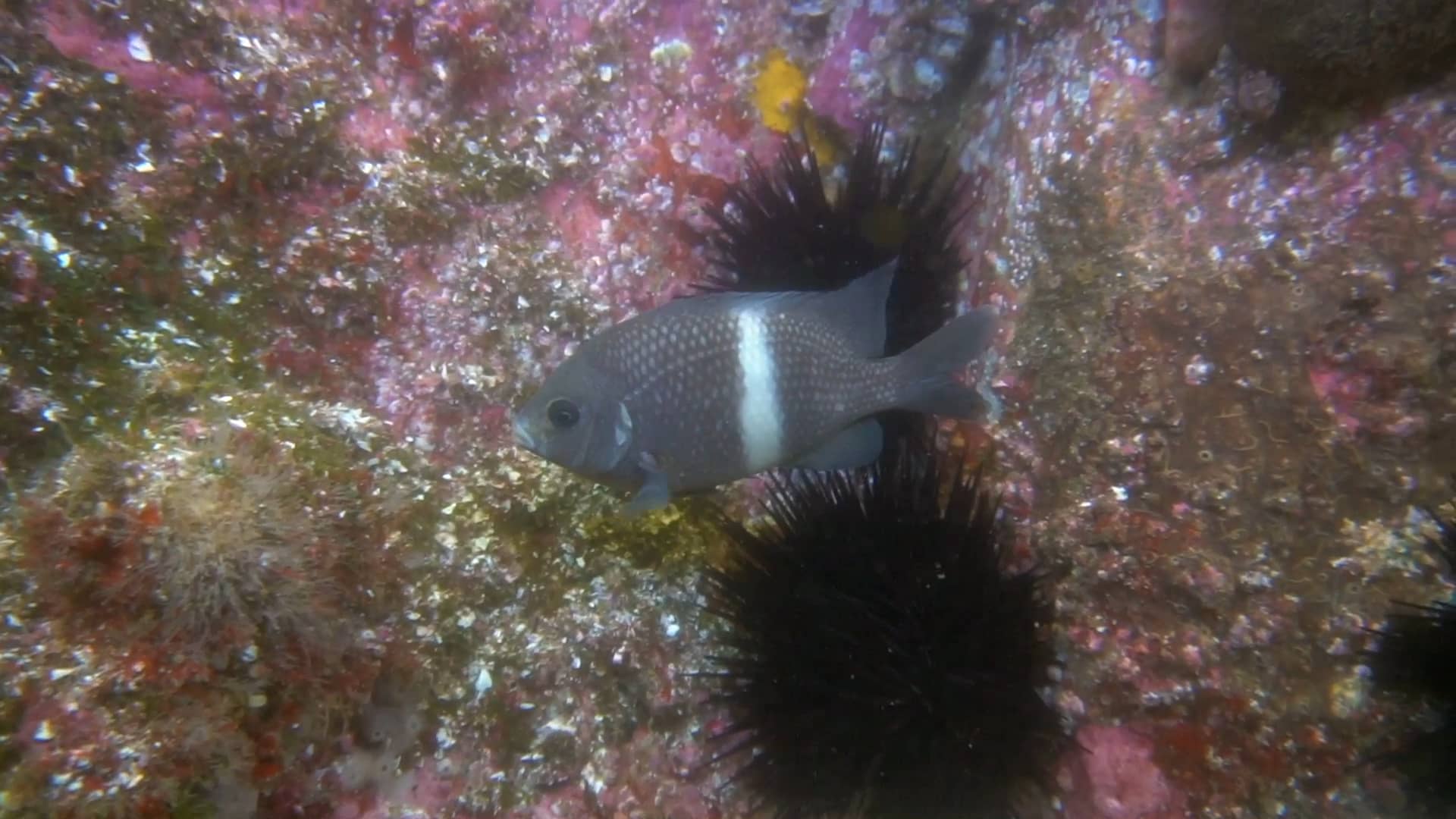Girdled Scalyfin, Parma unifasciata (Steindachner 1867) on Vimeo