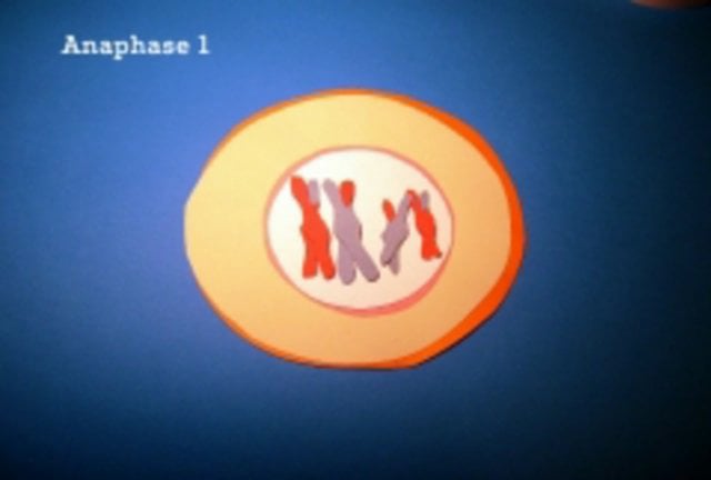 Meiosis: Stop Motion on Vimeo