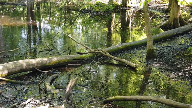 100+ Free Pool & Water Videos, HD & 4K Clips - Pixabay