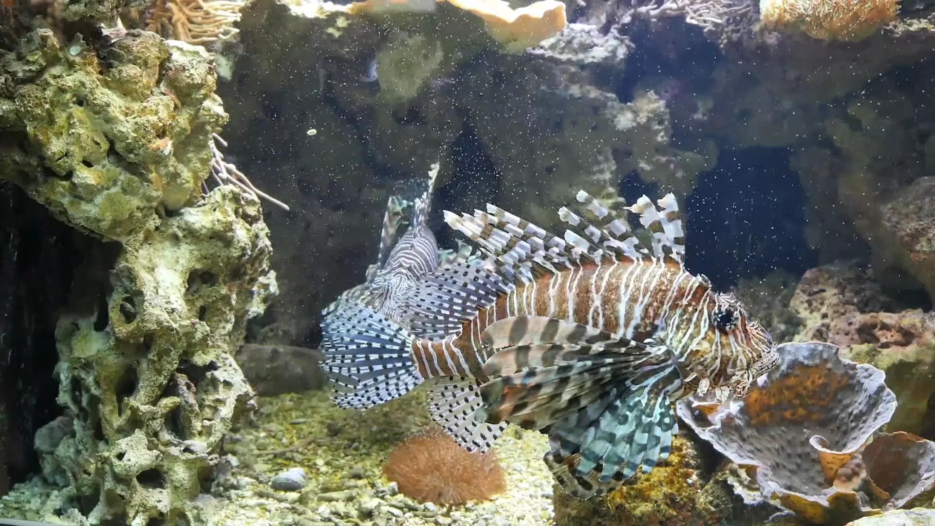Watch Fish School 2 Online | Vimeo On Demand on Vimeo