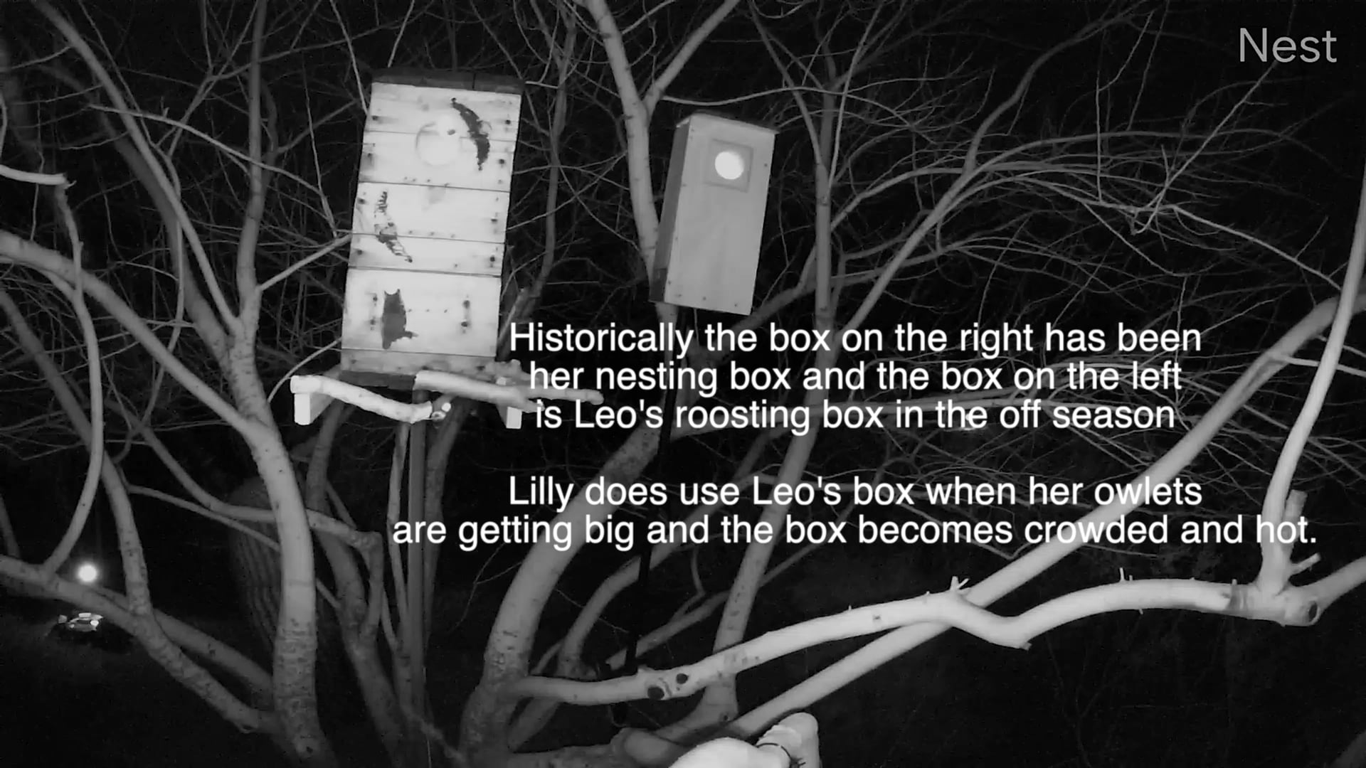 WESTERN SCREECH OWL LILLY LAYS HER FIRST EGG OF MARCH 10, 2020 on Vimeo