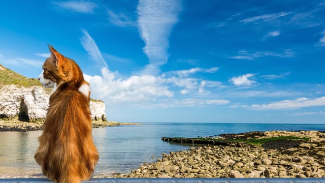 Cat, Ocean, Sea. Free Stock Video - Pixabay