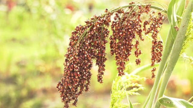 Gorgeous Sorghum Bicolor - Free video on Pixabay