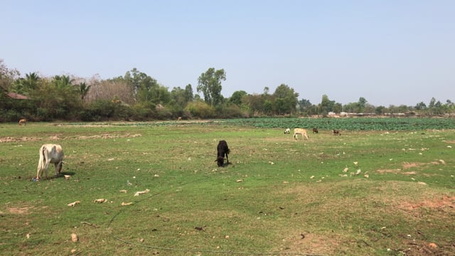 Nature, Laos, Cows. Free Stock Video - Pixabay