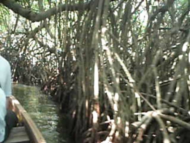 Colombia mangrove swamp on Vimeo