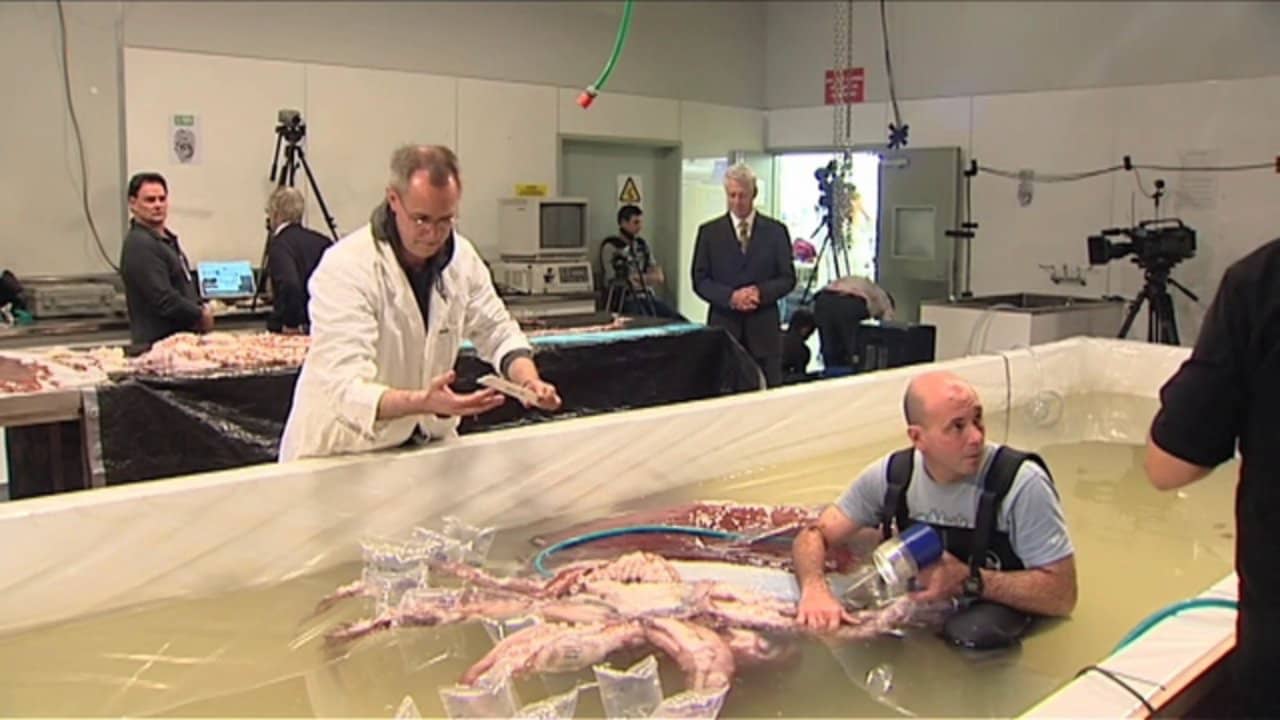 Colossal Squid (ABC Australia News) on Vimeo