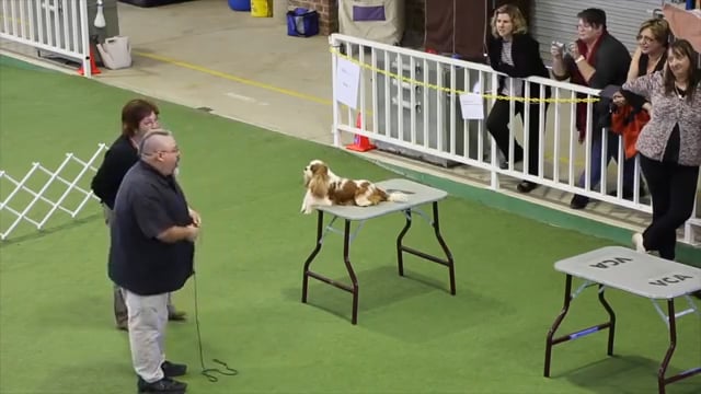Dog Training - The Complete Head Straight Video with Trainer Eric Salas ...