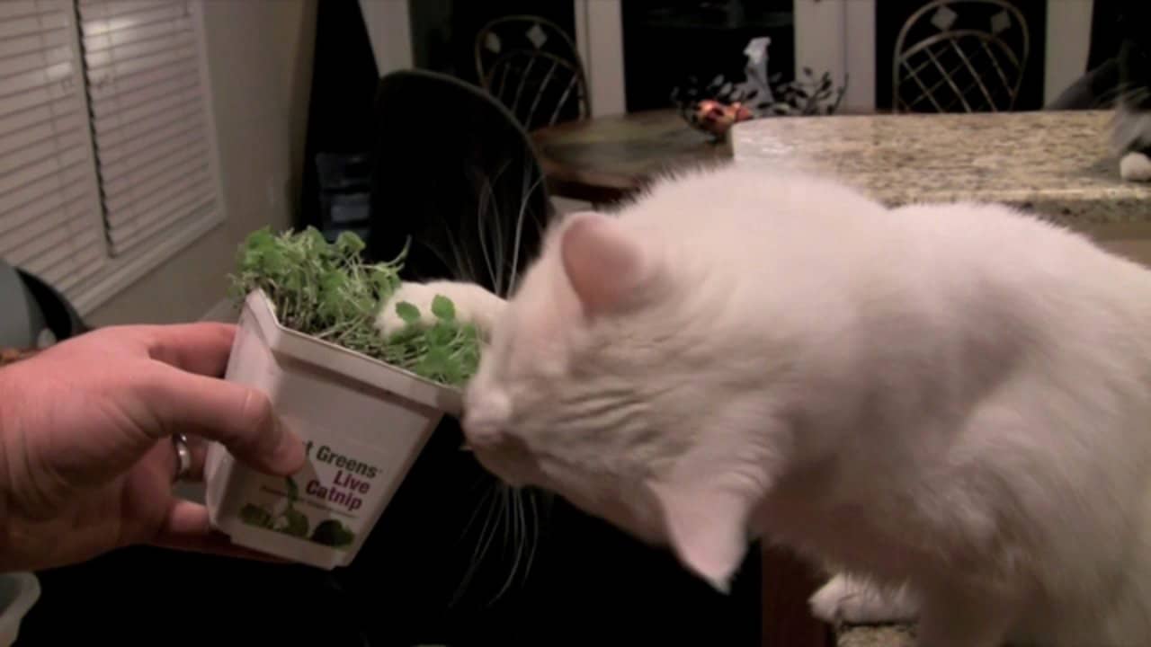 Catnip Madness on Vimeo