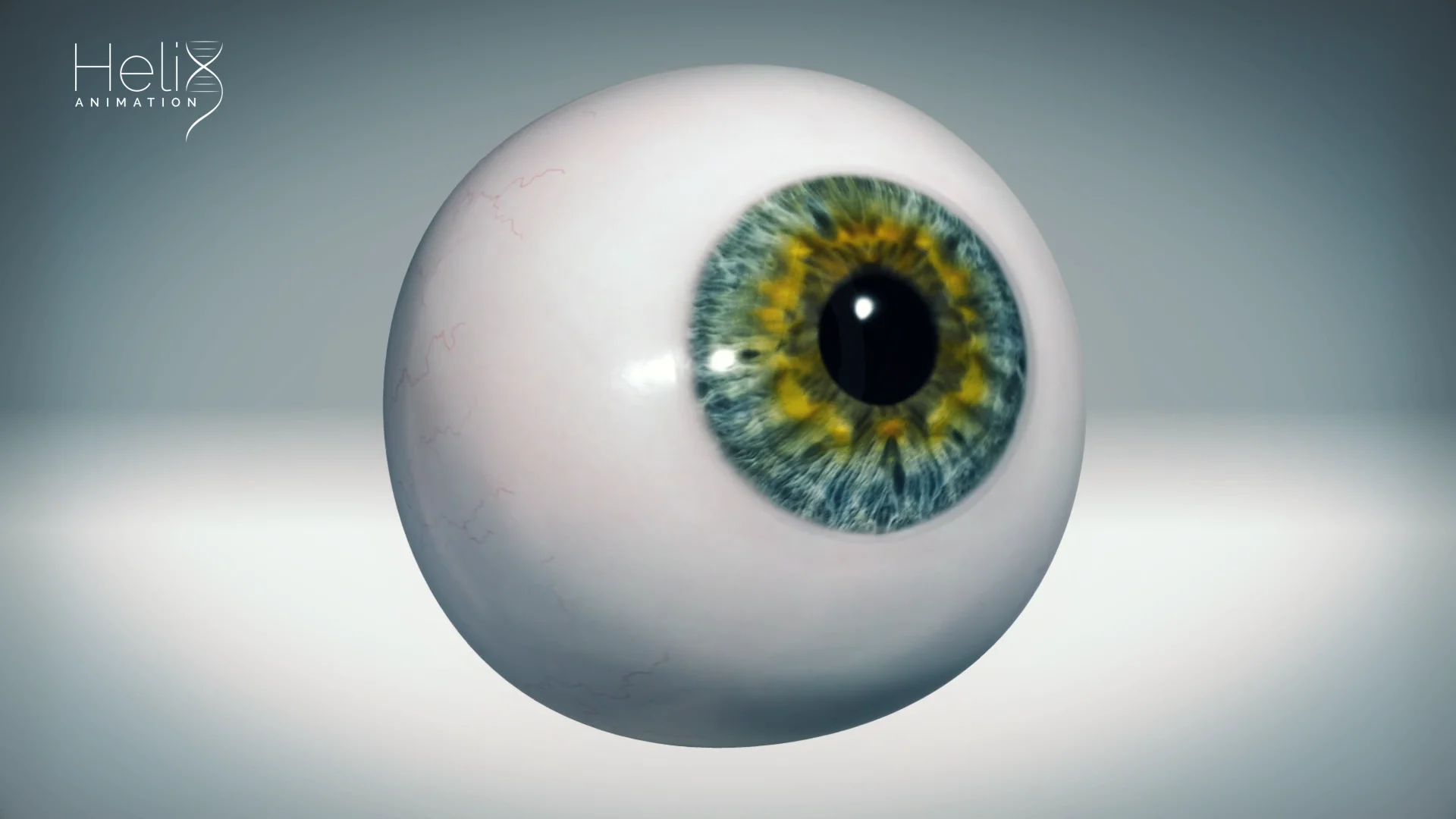3D visualization of a Human Eye and its basic components on Vimeo