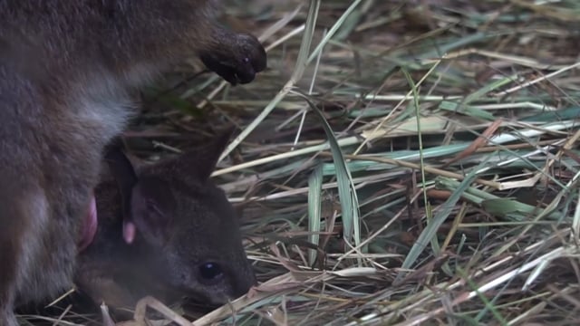 Kangaroo Infant Marsupial - Free video on Pixabay