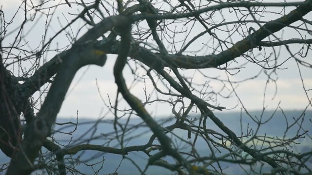 Star Branch Move - Free video on Pixabay