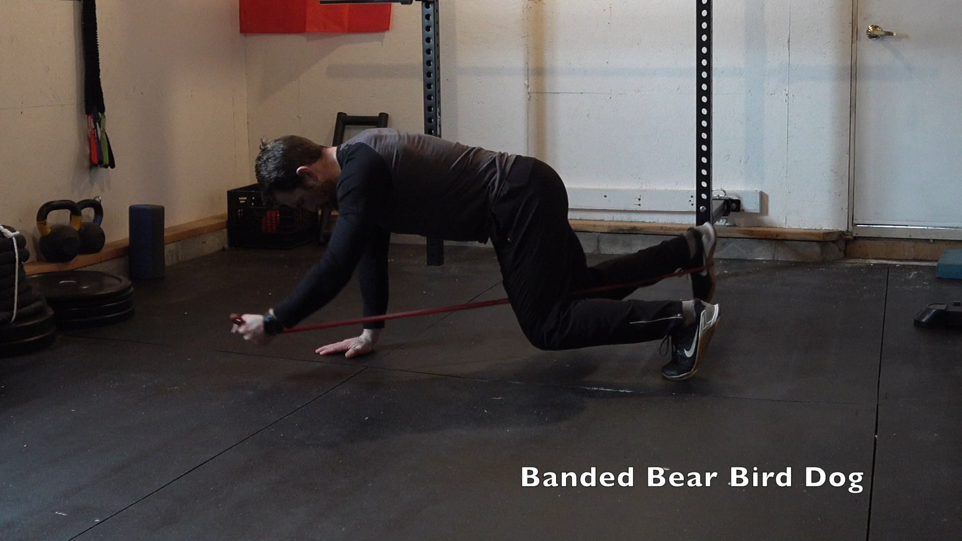 Banded Bear Bird Dog on Vimeo