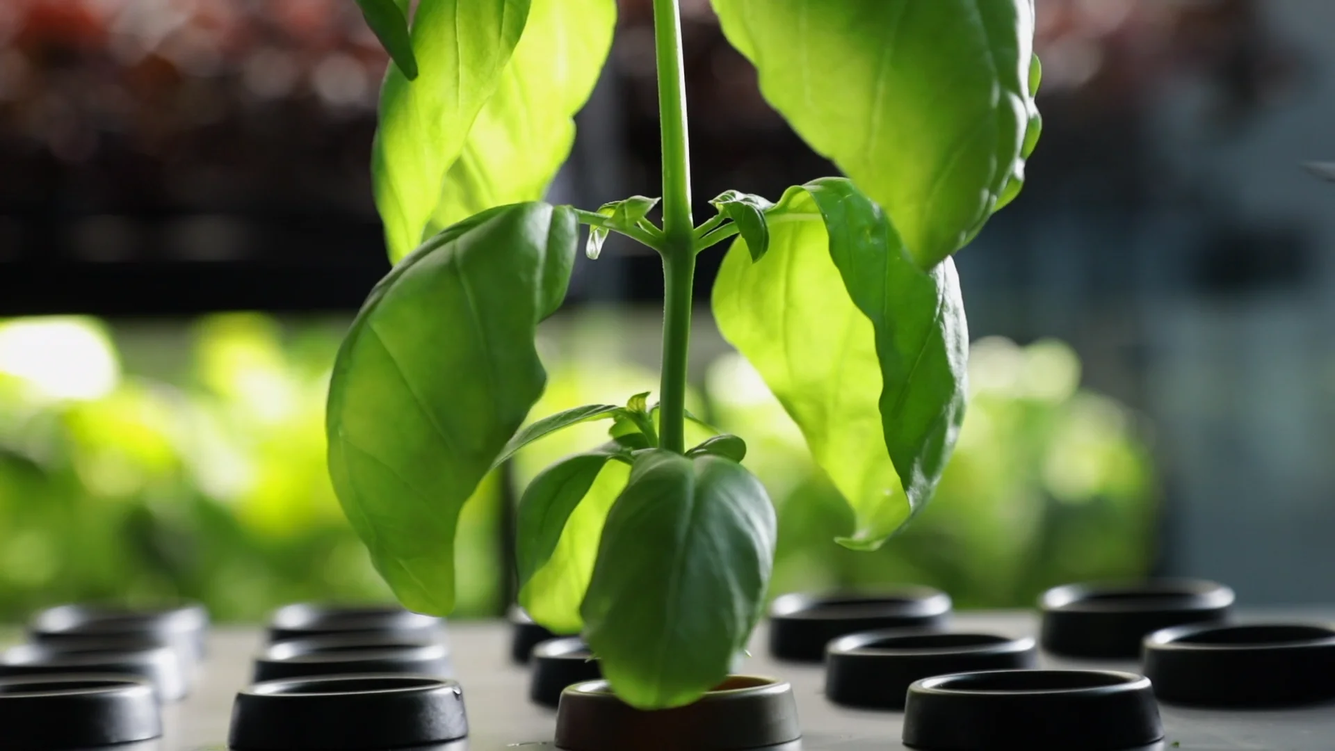 Branching Crops on Vimeo