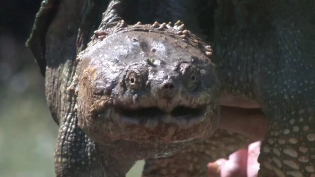 The Turtle Man on Vimeo