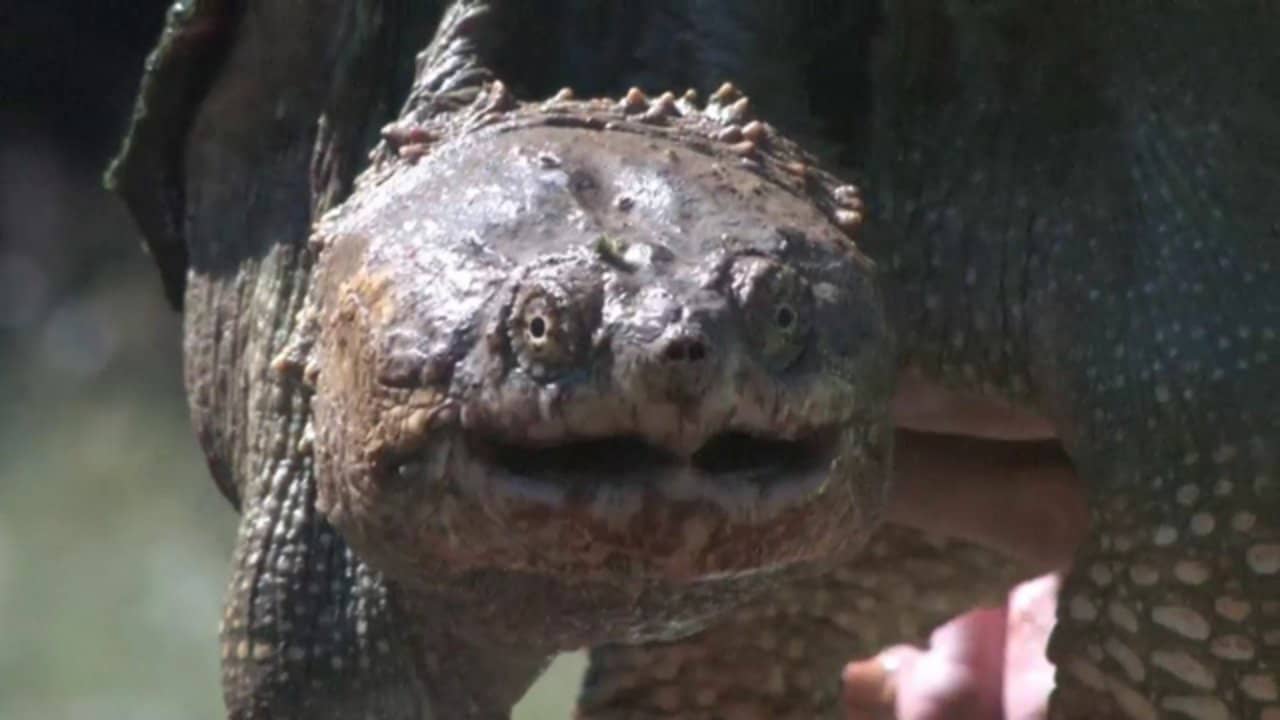 The Turtle Man on Vimeo